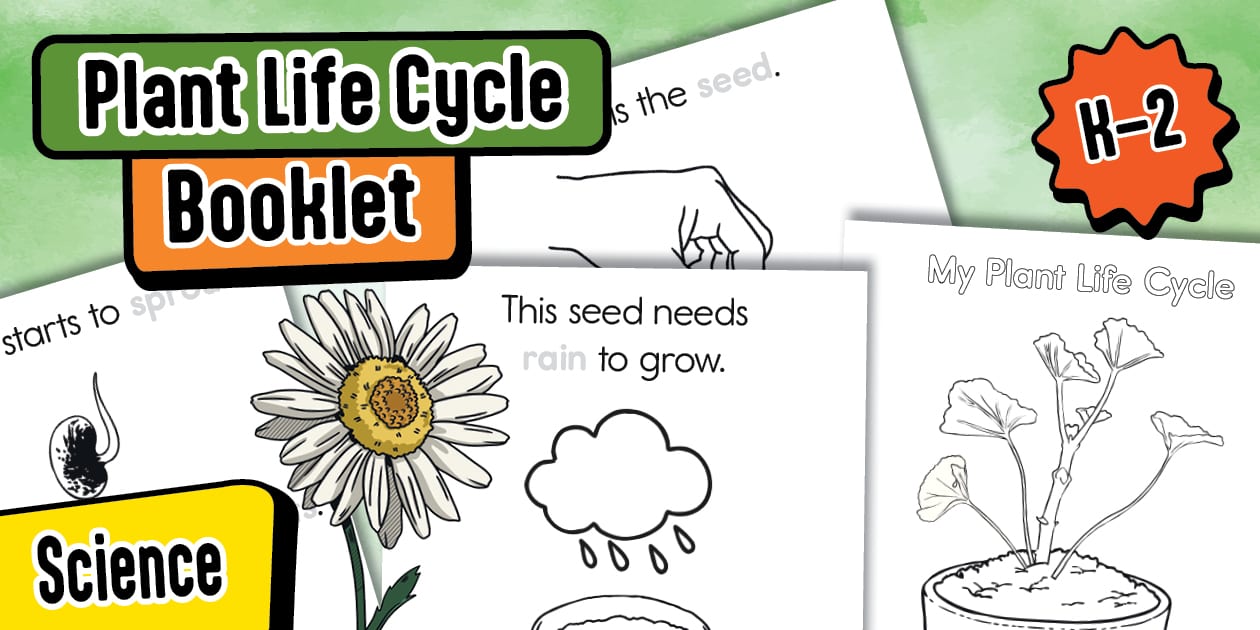 Plant Life Cycle Kindergarten Booklet | Biology | Twinkl USA