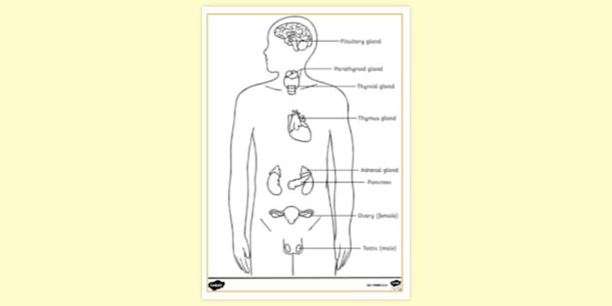 Human Body Organs Colouring Page (teacher made) - Twinkl