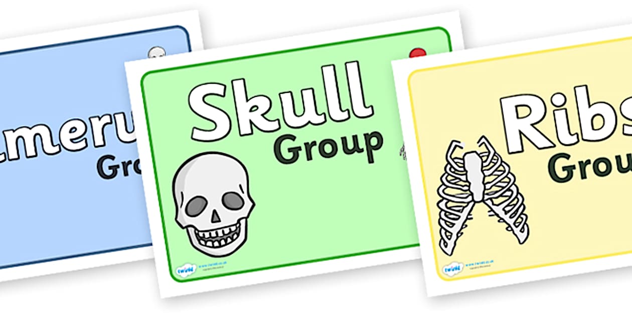 Bones Of The Body Class Group Signs (teacher made) - Twinkl