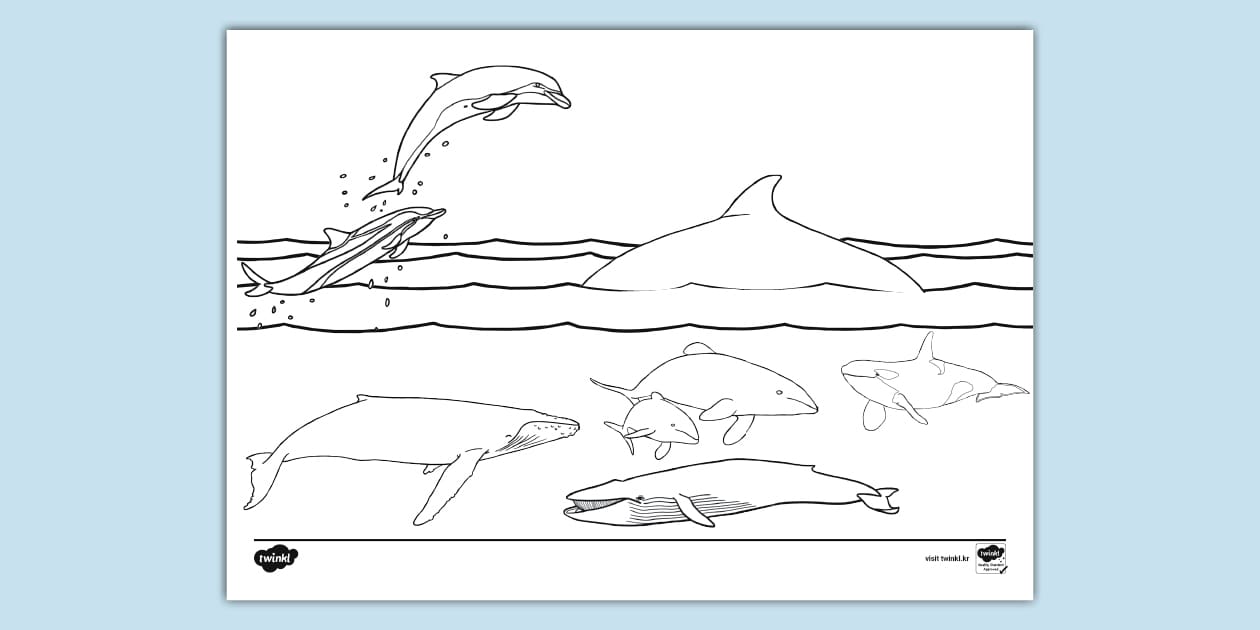 고래와 돌고래 색칠놀이 | Whales and Dolphins Coloring Sheet