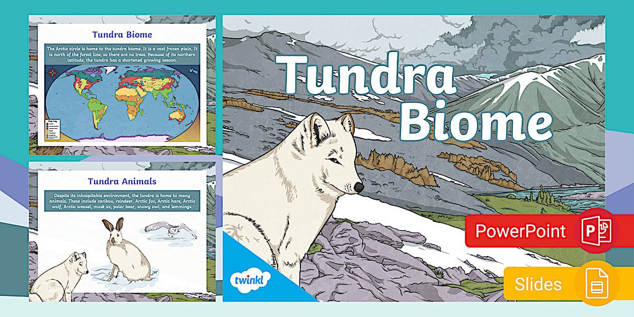 Tundra Biome PowerPoint & Google Slides for 3rd-5th Grade