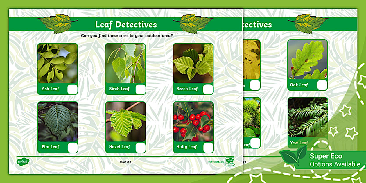 Leaf Detectives (teacher made) - Twinkl