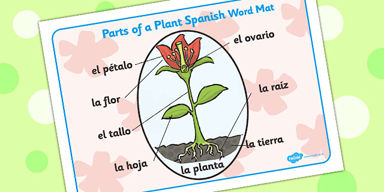 Parts of a Plant Word Mat Spanish (teacher made) - Twinkl