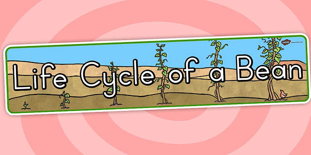 Life Cycle of a Bean Display Banner (teacher made) - Twinkl