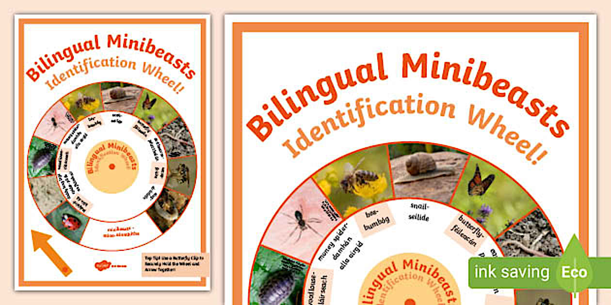 Bilingual Minibeasts Identification Wheel (teacher made)