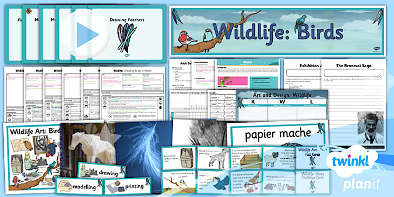 Art: Wildlife UKS2 Unit Pack (Teacher-Made) - Twinkl