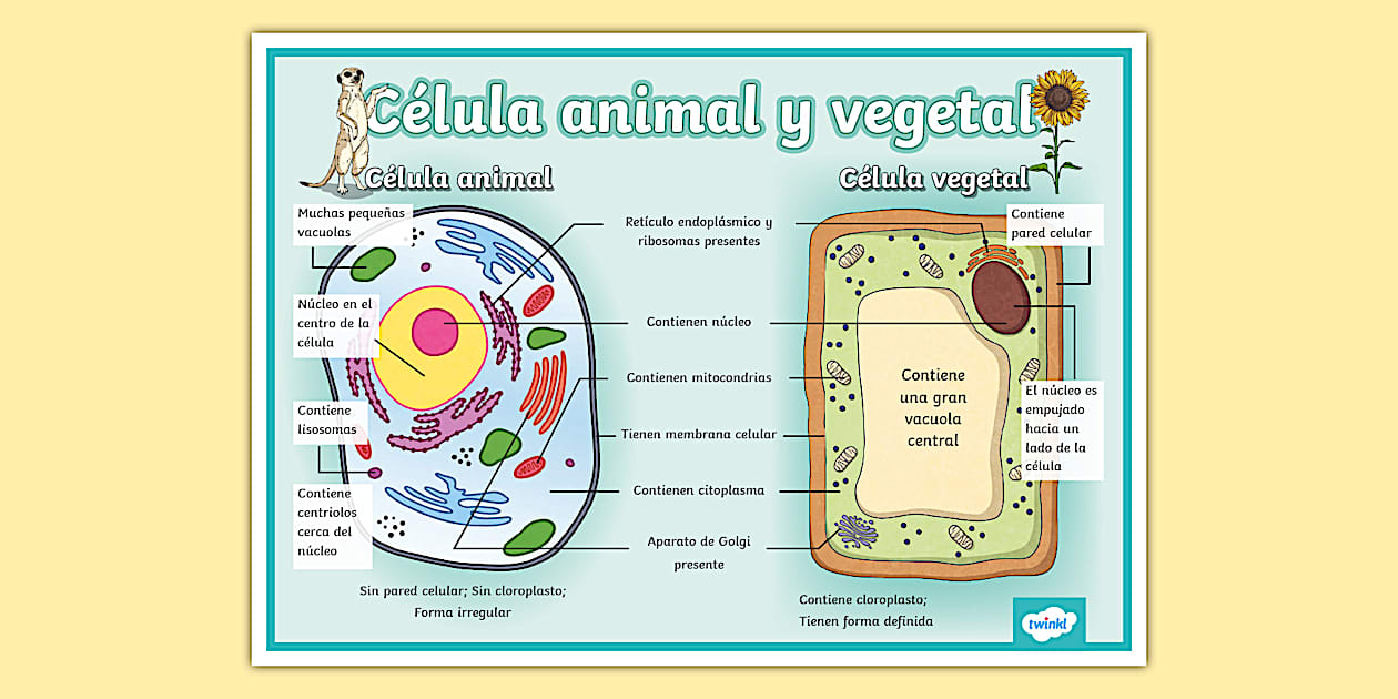Lámina de una célula vegetal y animal | Twinkl - Twinkl