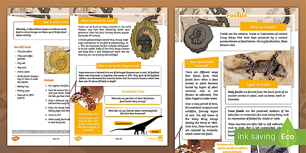 Fossil Fact File (teacher made) - Twinkl