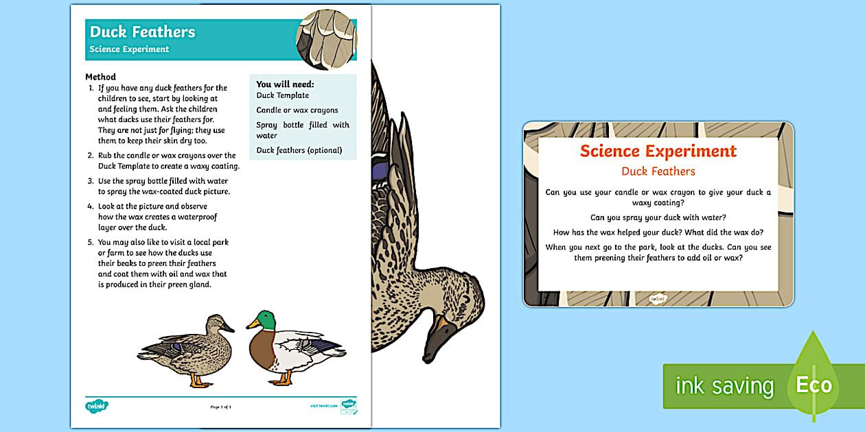 EYFS Duck Feathers Science Experiment and Prompt Card Pack