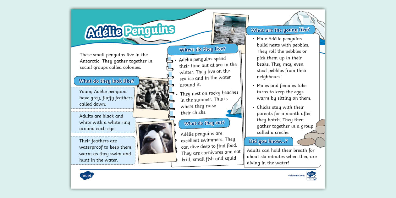 Adélie Penguin Fact File (teacher made) - Twinkl