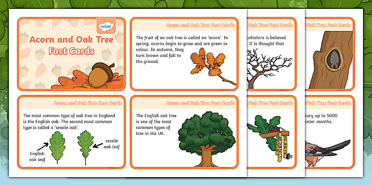 Acorn and Oak Tree Fact Cards (l'enseignant a fait) - Twinkl