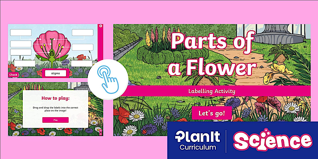 Parts of a Flower Labelling Activity (teacher made) - Twinkl