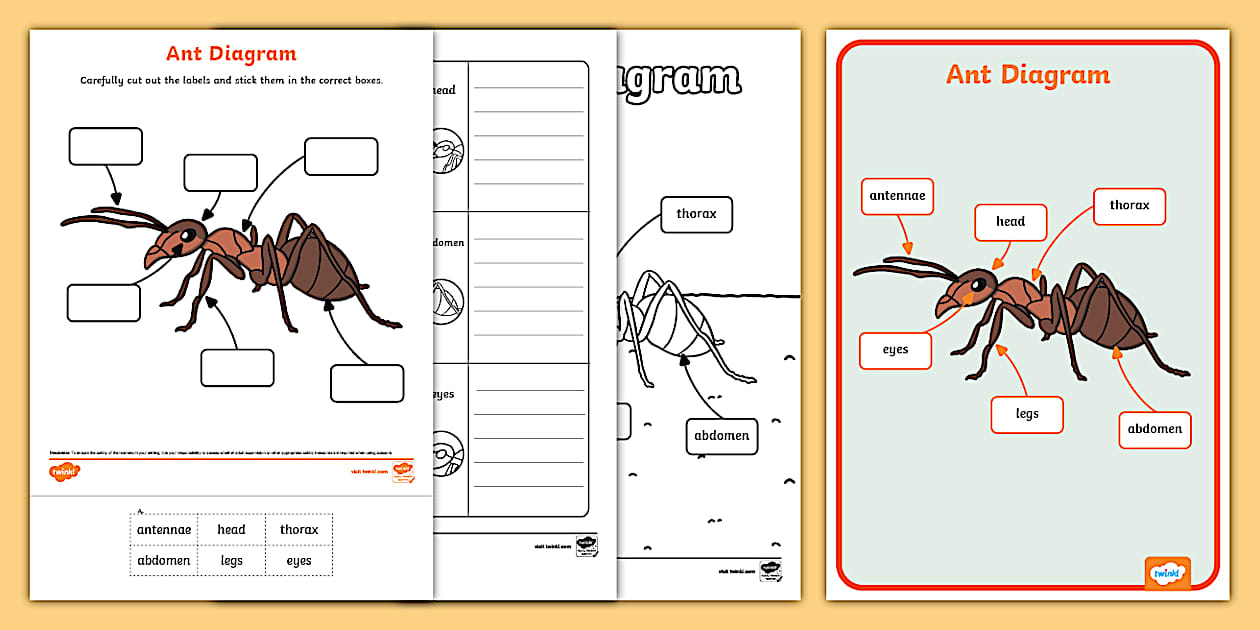 Ant Diagram Activity Pack (Teacher-Made) - Twinkl