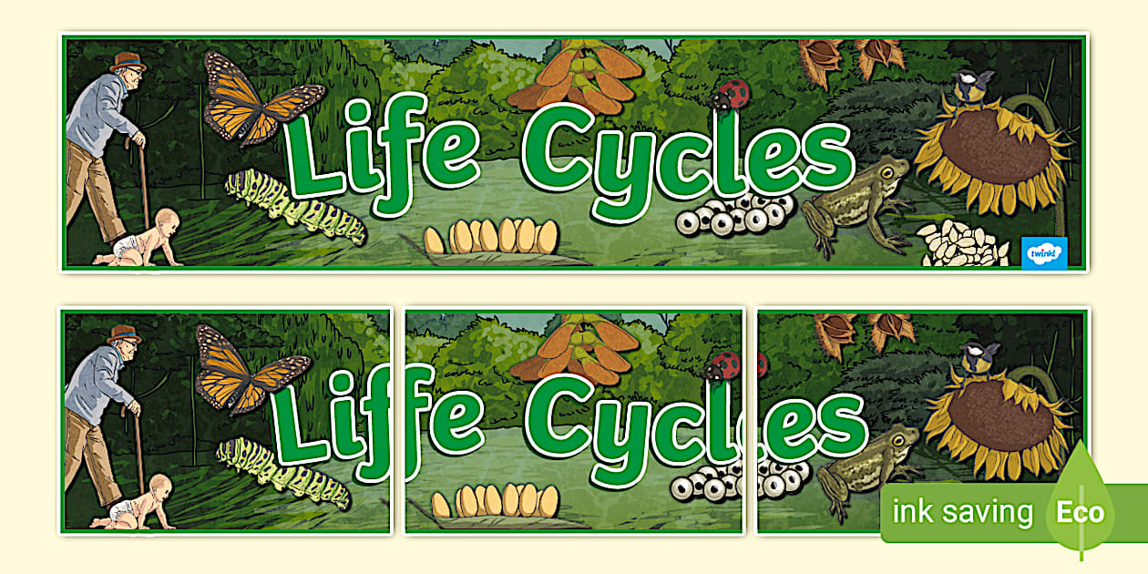 Life Cycles Display Banner (teacher made) - Twinkl