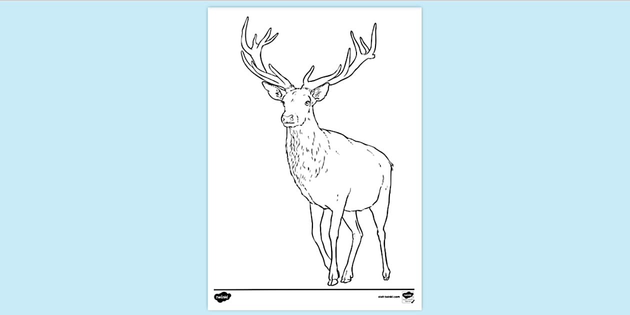 Red Deer Colouring Sheet | Colouring Sheets (teacher made)