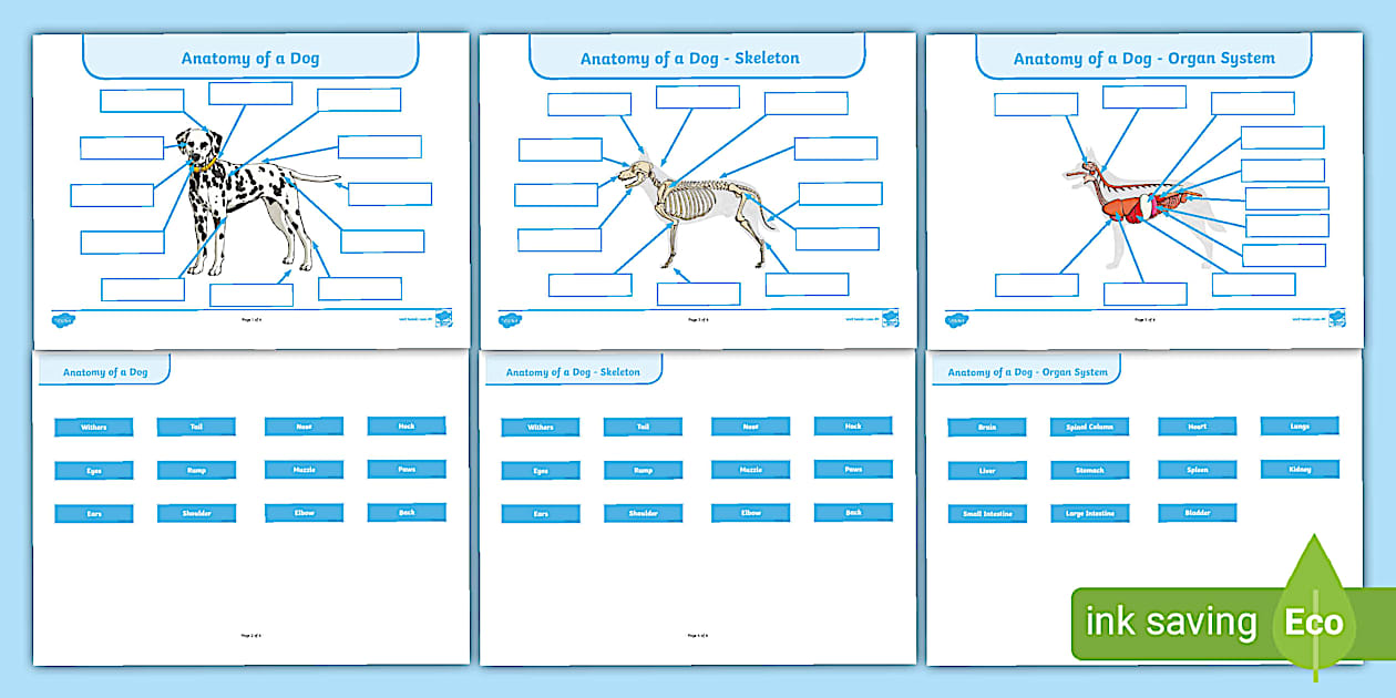 Parts of A Dog - Anatomy (teacher made) - Twinkl