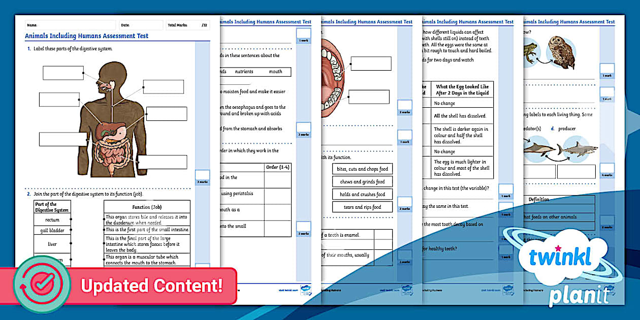 Science: Animals Including Humans: Year 4 Assessment Test
