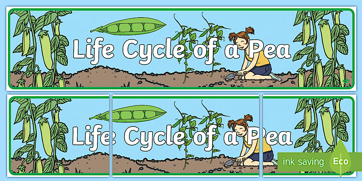 Life Cycle of a Pea Display Banner (teacher made) - Twinkl