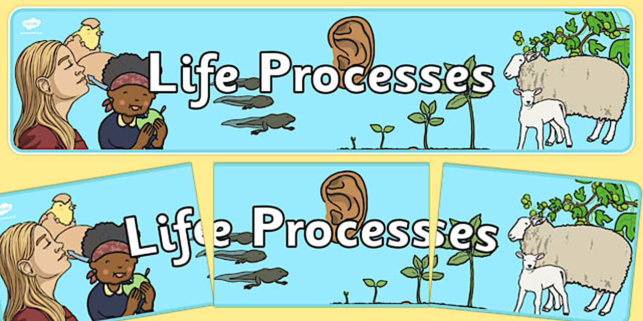 Life Processes Display Banner NZ (teacher made) - Twinkl