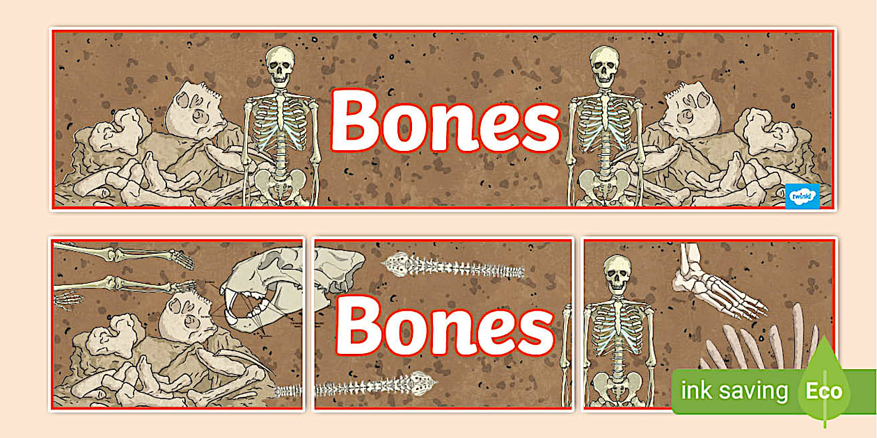 Bones Display Banner - Twinkl - Science - KS2 (teacher made)