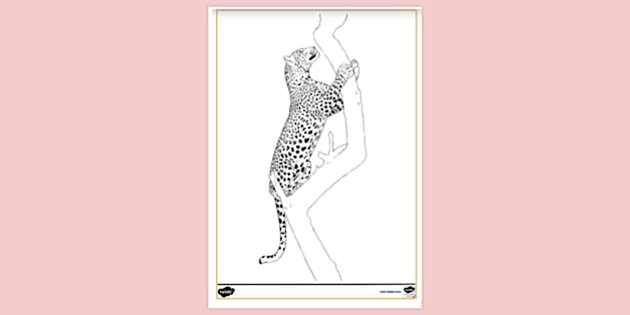 Jaguar Colouring Page | Colouring Sheets (teacher made)