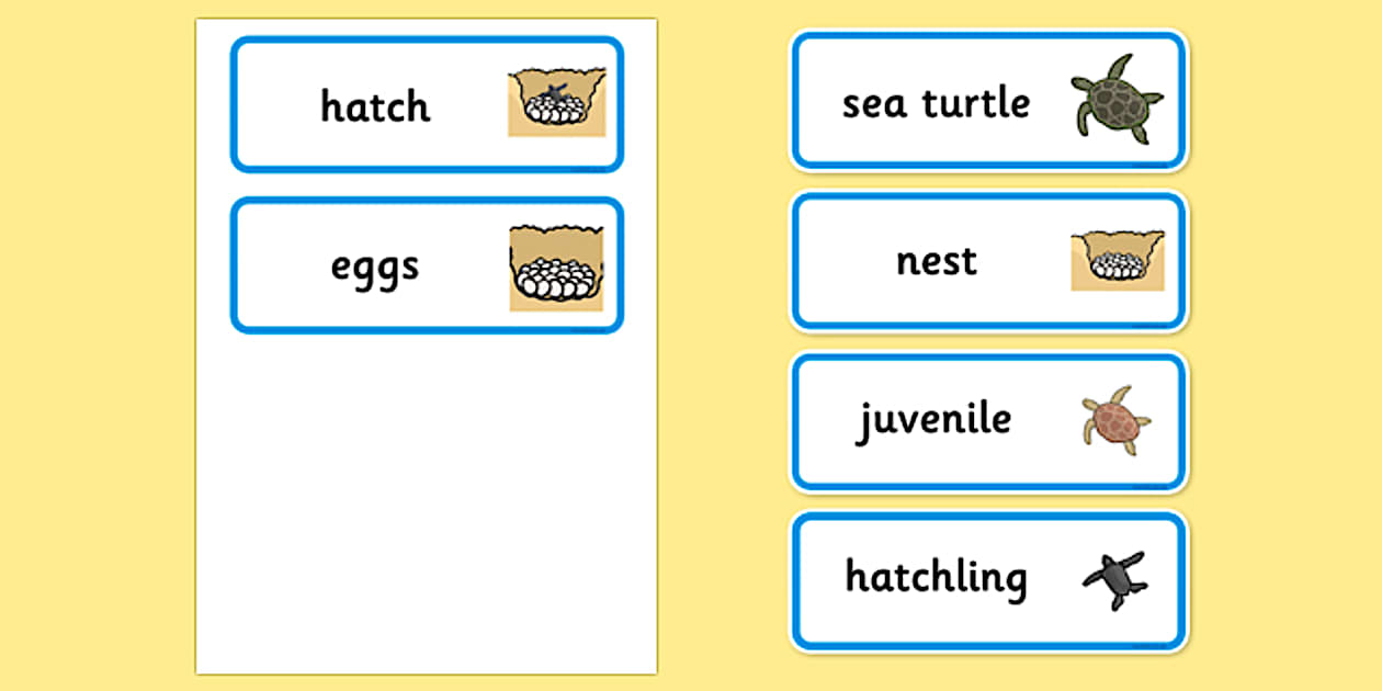 Sea Turtle Life Cycle Word Cards (under the Sea) - ESL Ocean Resources