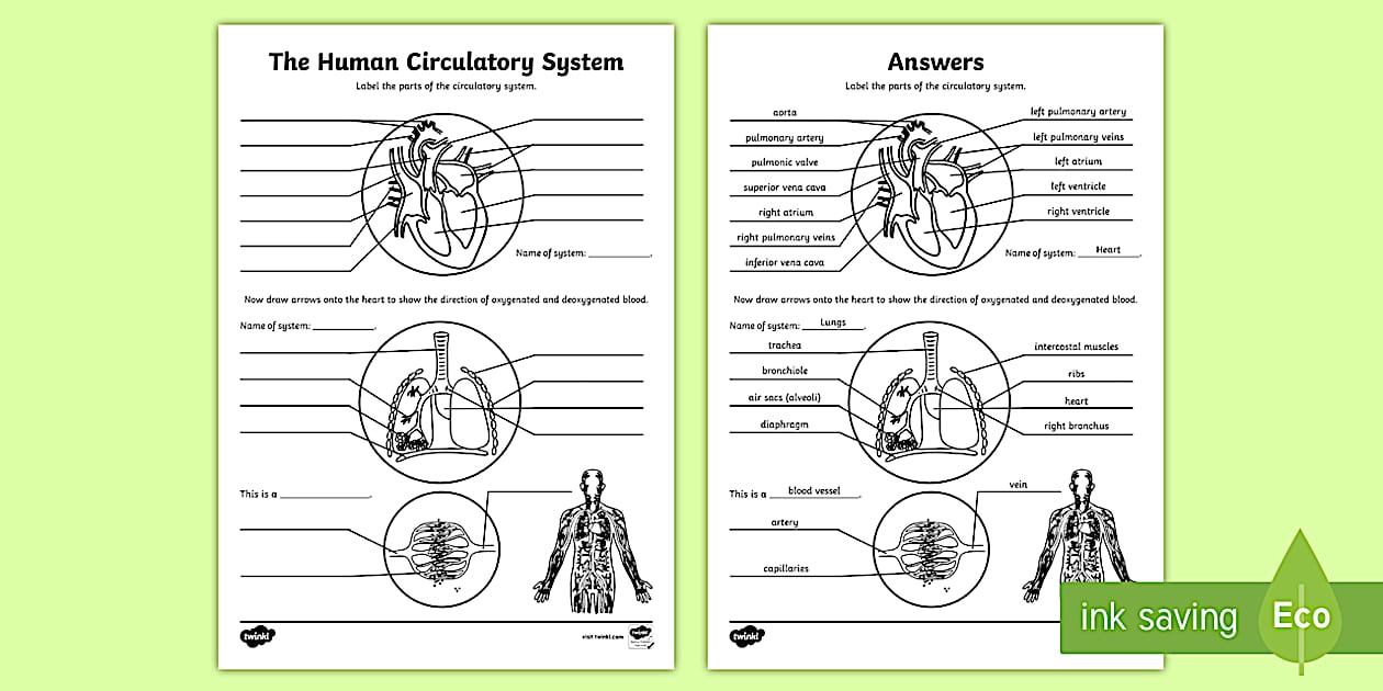 Circulatory System Worksheet | Resource | Twinkl USA