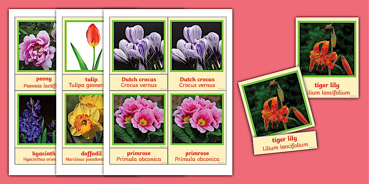 Spring Flower Names Vocabulary Cards for Kids | Twinkl USA