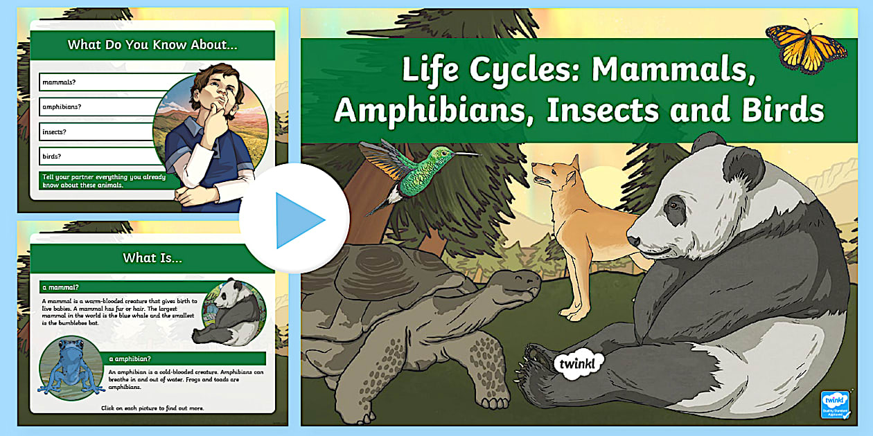 Animal Life Cycles for Children | PowerPoint (teacher made)