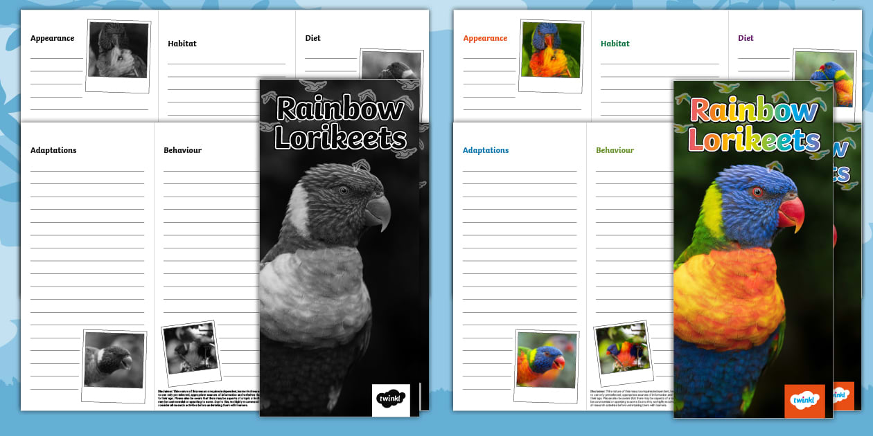 Rainbow Lorikeet Leaflet Template (teacher made) - Twinkl