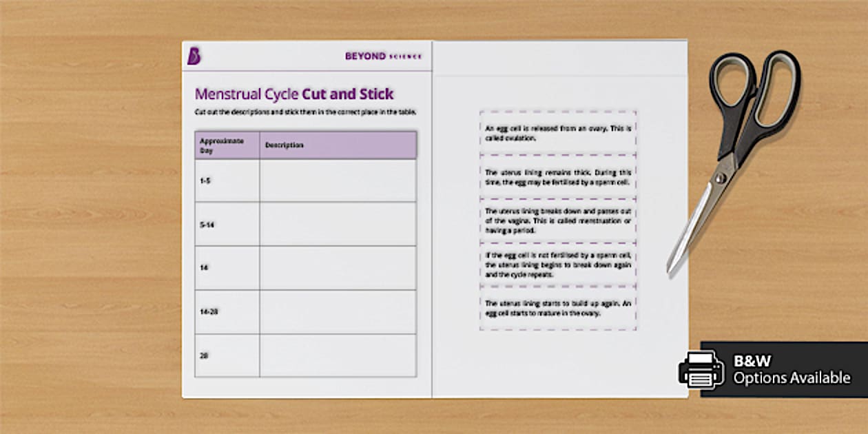 Menstrual Cycle Cut and Stick | KS3 Biology | Beyond