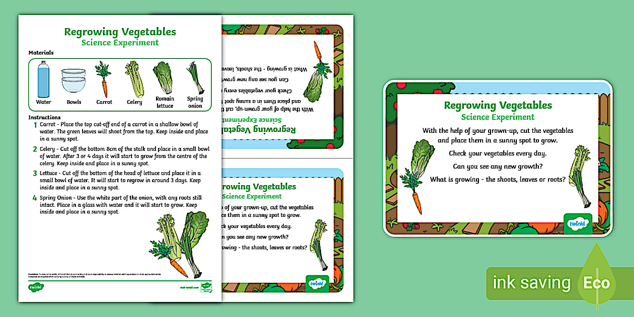 EYFS Regrowing Vegetables Science Experiment and Prompt Card