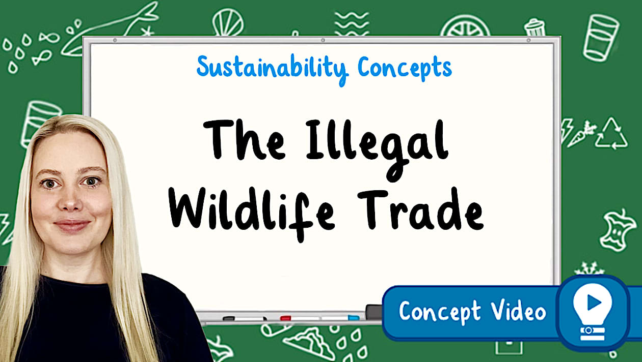 The Illegal Wildlife Trade | KS2 Sustainability Concept Video
