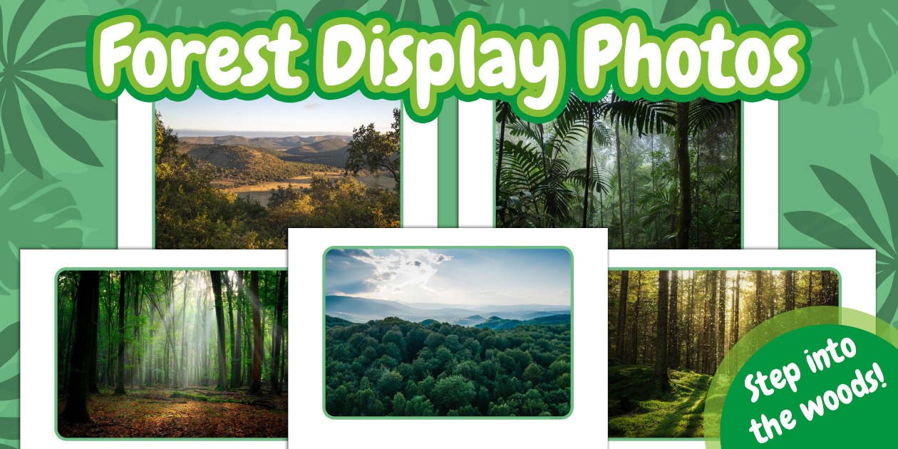 Foundation Phase - Forest - Display Photos (CAPS Aligned)