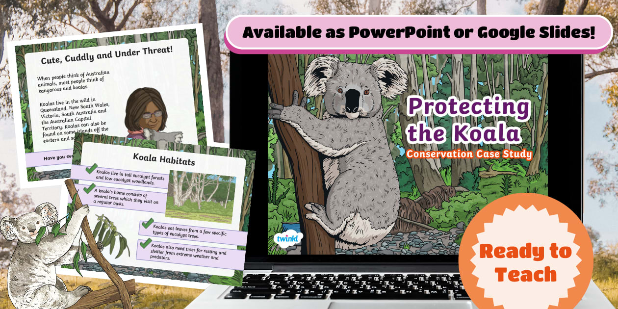 Developing Conclusions: Koala Conservation Case Study