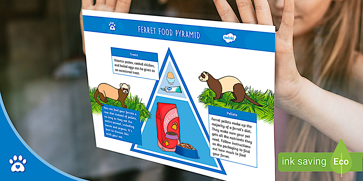 Ferret Food Pyramid - Display Poster - Ferrets - Twinkl Pets