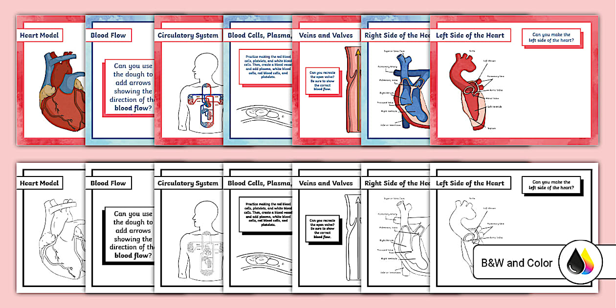 Human Heart Modeling Dough Mats for 3rd-5th Grade