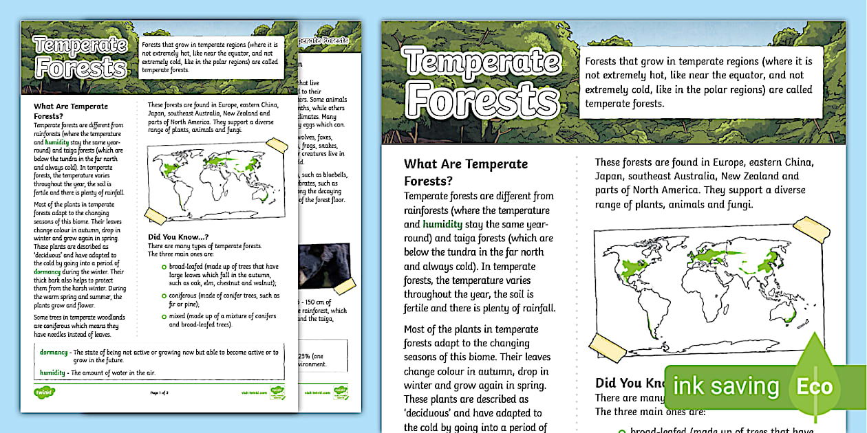 KS2 All About Temperate Forest Fact File - Primary Resources