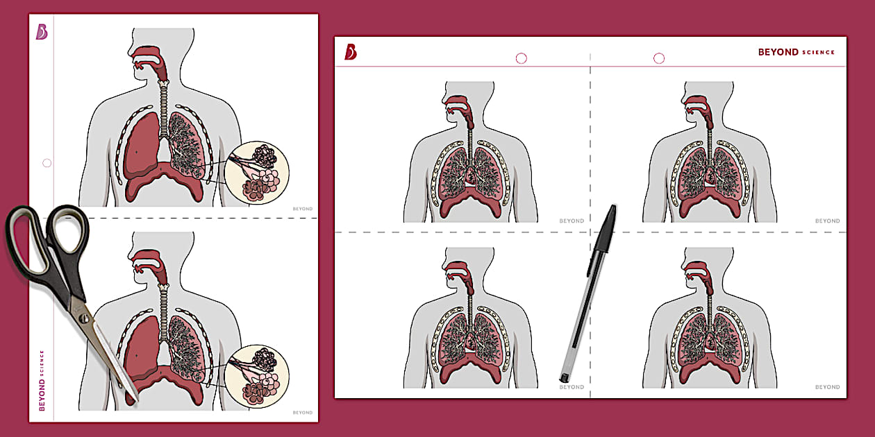 Respiratory System Illustration | Science | Beyond Secondary