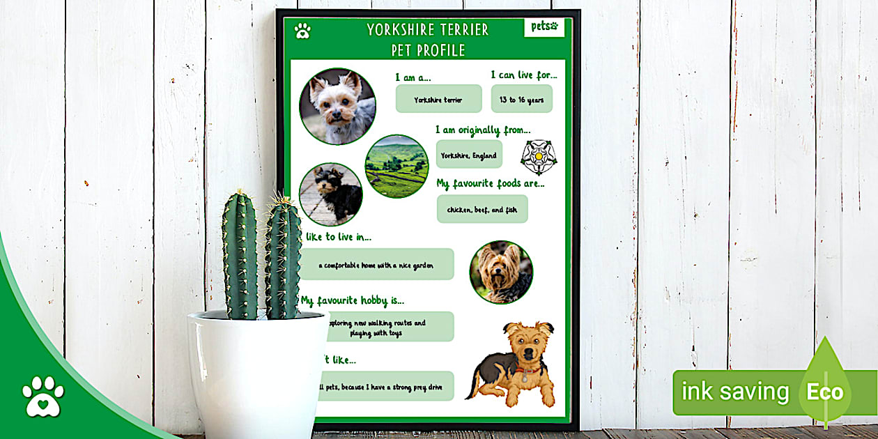 Yorkshire Terrier Pet Profile - Yorkshire Day - Twinkl Pets