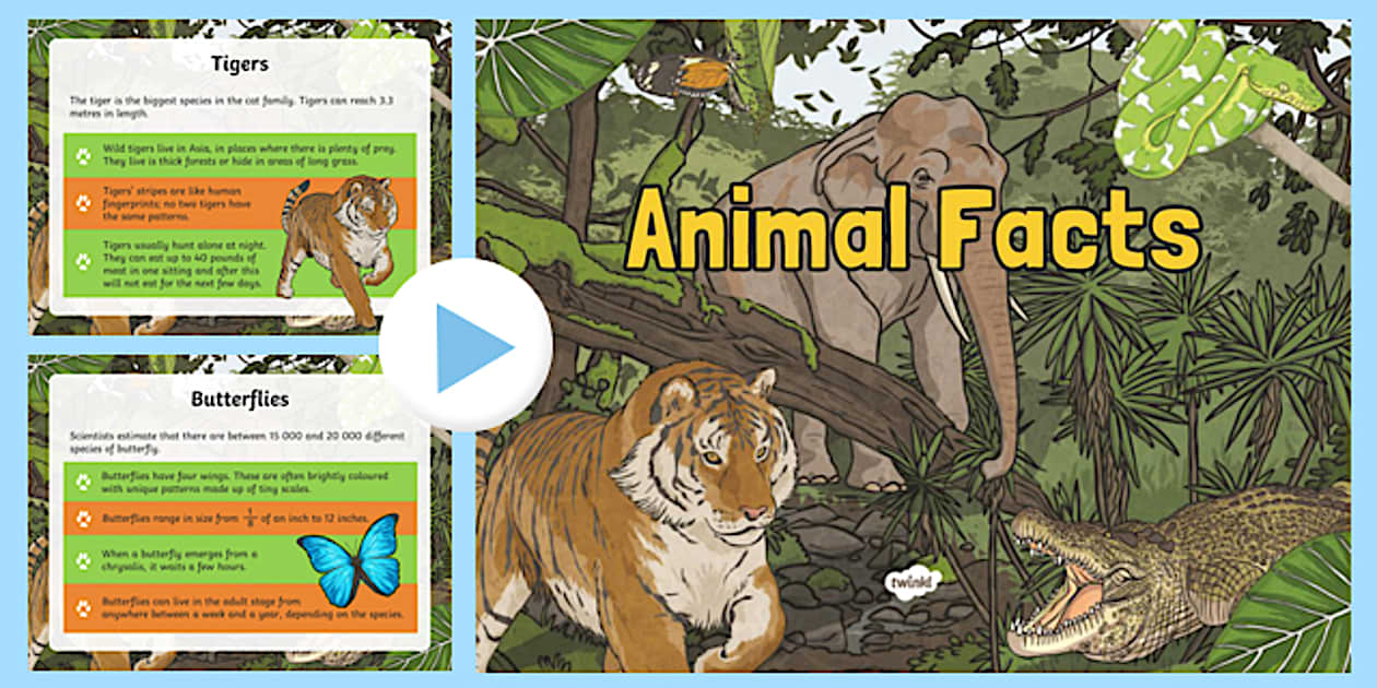 Animal Facts PowerPoint | Primary Resources | KS1 - Twinkl