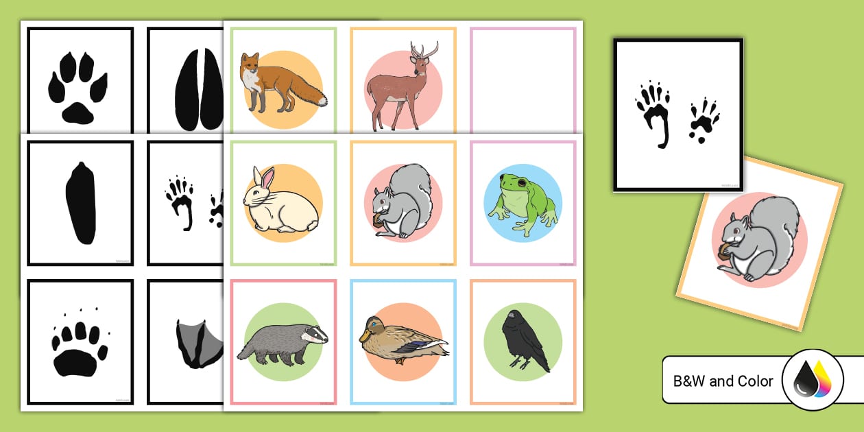 Animal Footprints Matching Card Game (teacher made) - Twinkl