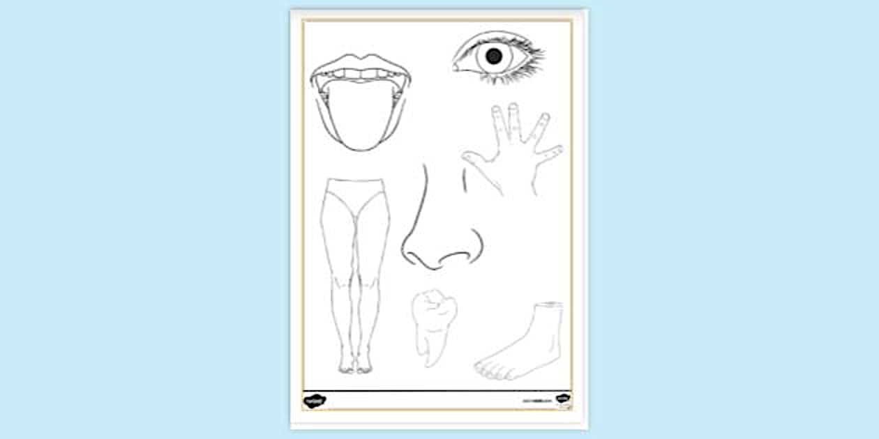 Body Parts Colouring Page for Toddlers | EYFS Colouring