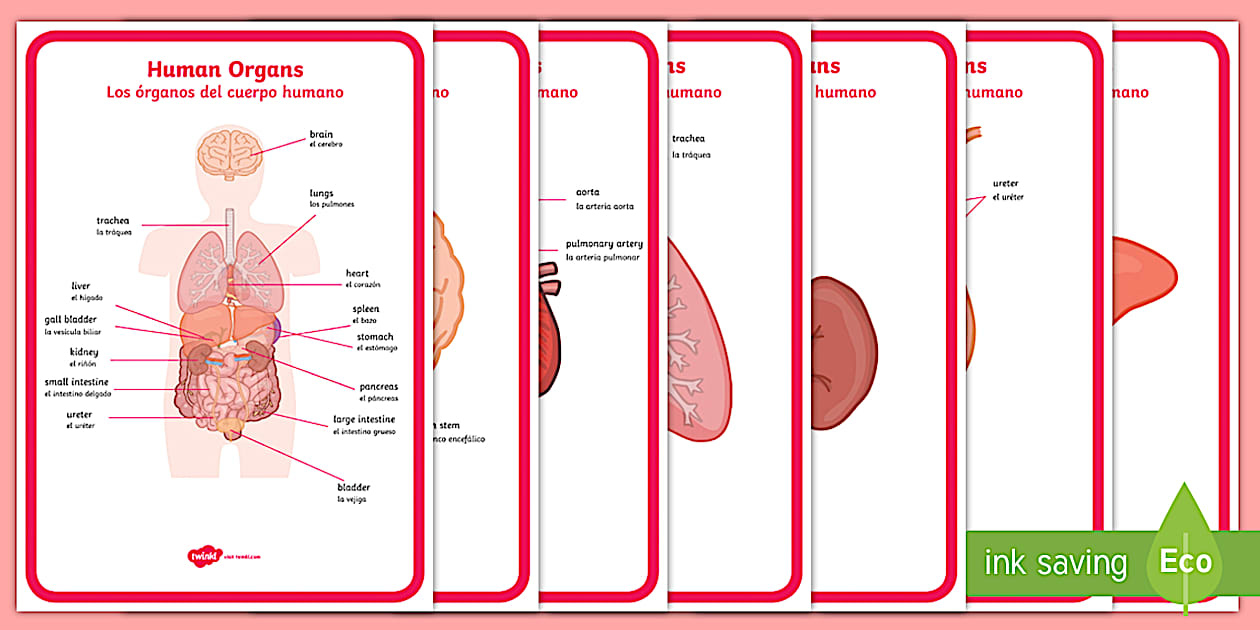 Human Body Organs Display Posters - English / Spanish - EAL, Human Body