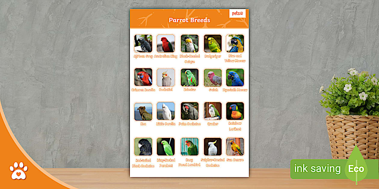 Parrot Breeds - Display Poster - Twinkl Pets (teacher made)