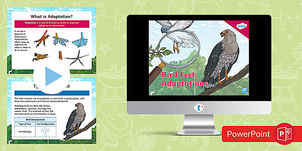 Bird Feet Adaptations - Twinkl