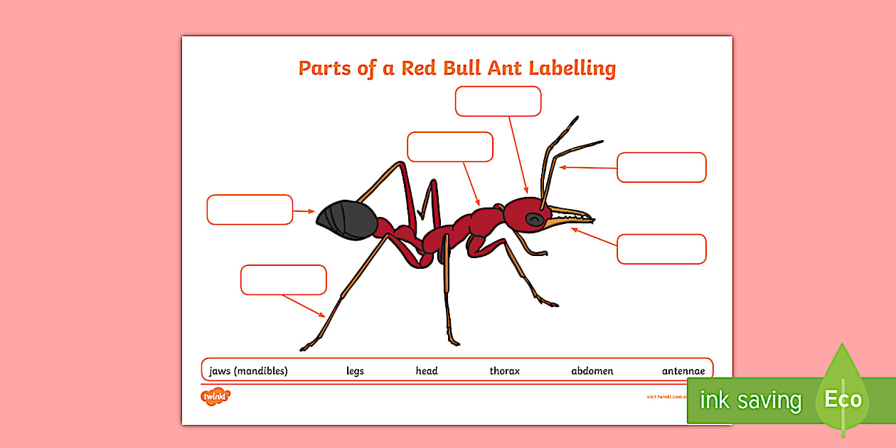 Label The Parts Of An Ant Template - F-2 - Topics - Twinkl