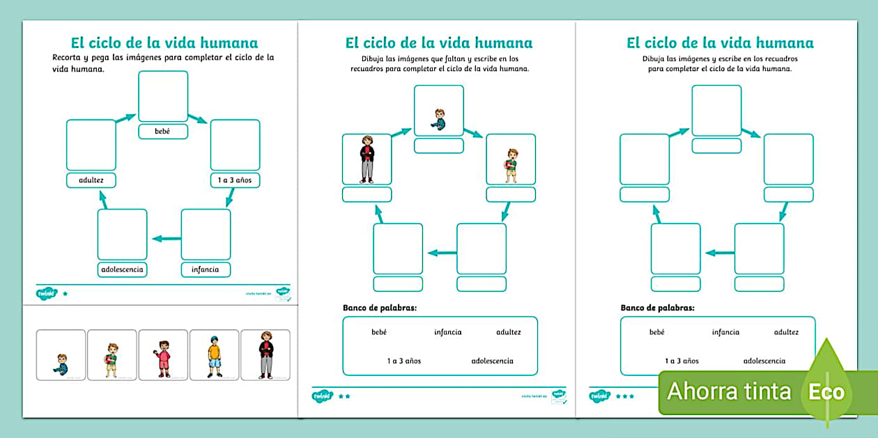 Ficha de actividad por niveles: El ciclo de la vida humana