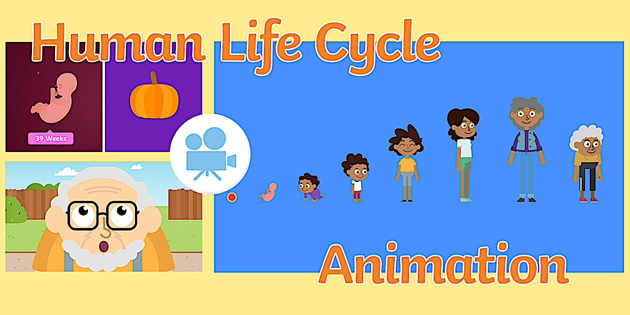 The Human Life Cycle Animation | Twinkl Go! (teacher made)