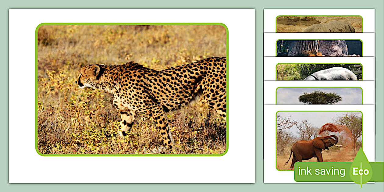 On Safari Photo Pack (teacher made) - Twinkl